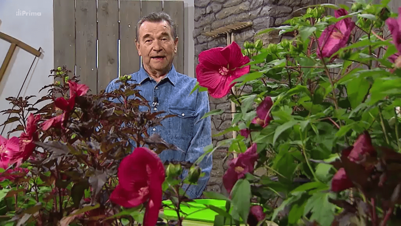 Receptář prima nápadů - Prima TV - Swamp mallow - Videos - Havlis.cz