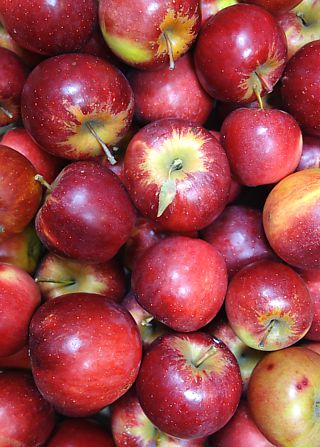 BIO Jablka RAJKA apples - Havlis.cz